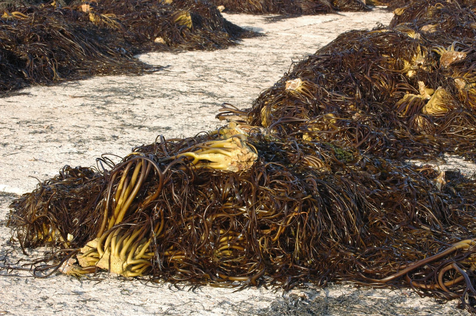 Macroalgas Pardas : Lessonia y Macrocystis: FOTOS DE LESSONIA NIGRESCENS
