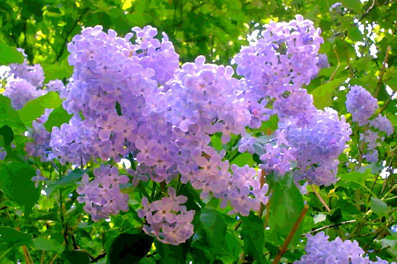 Światło & Żywioły: Kwitnący bez w Parku na Zdunach. 3