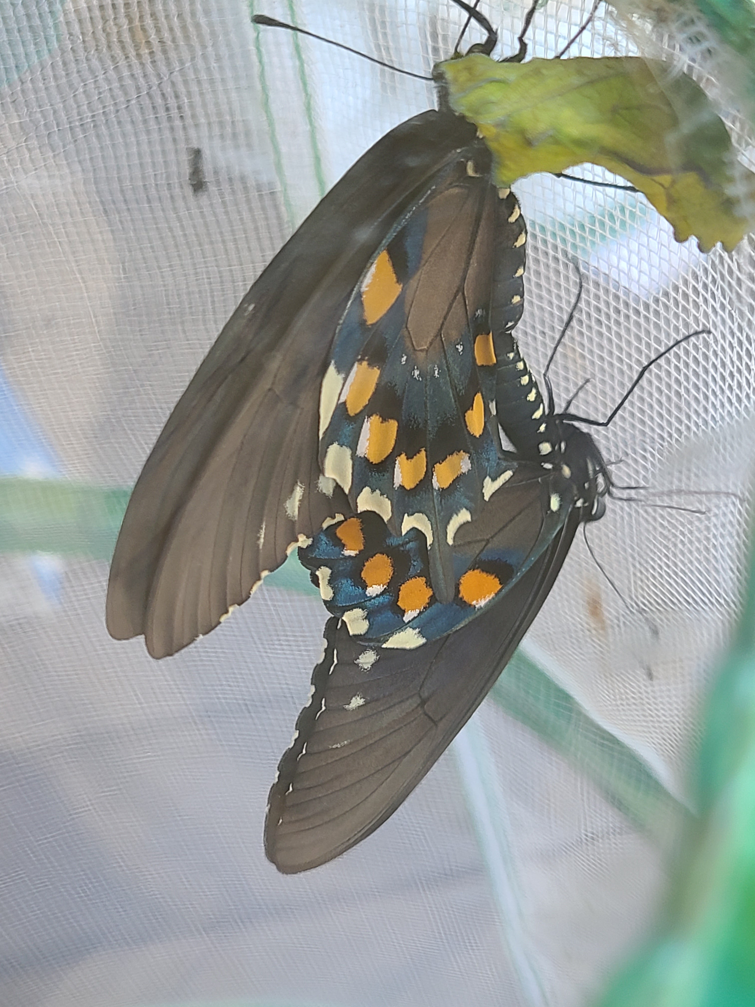 Candice & Todd's blog