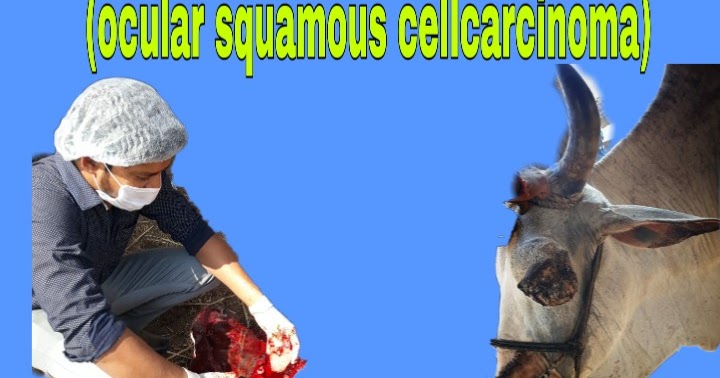 Eye Cancer in Cattle (ocular squamous cell carcinoma)