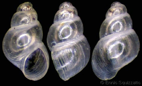 Variety of Life: Acteonimorpha