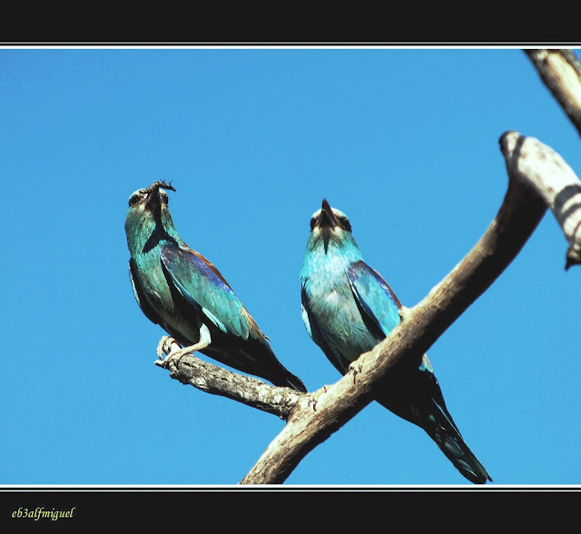 MIS AMIGAS LAS AVES: Carraca (Coracias garrulus)