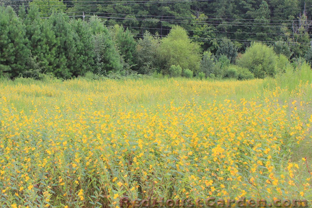 Red House Garden: The Flowering of the Partridge Pea