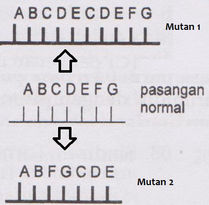 BIOLOGI GONZAGA: UJIAN MUTASI