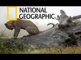 The Life of LEOPARD QUEEN - Documentary