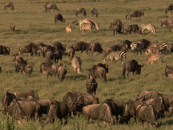 Wildebeests Facts And Pictures | All Wildlife Photographs