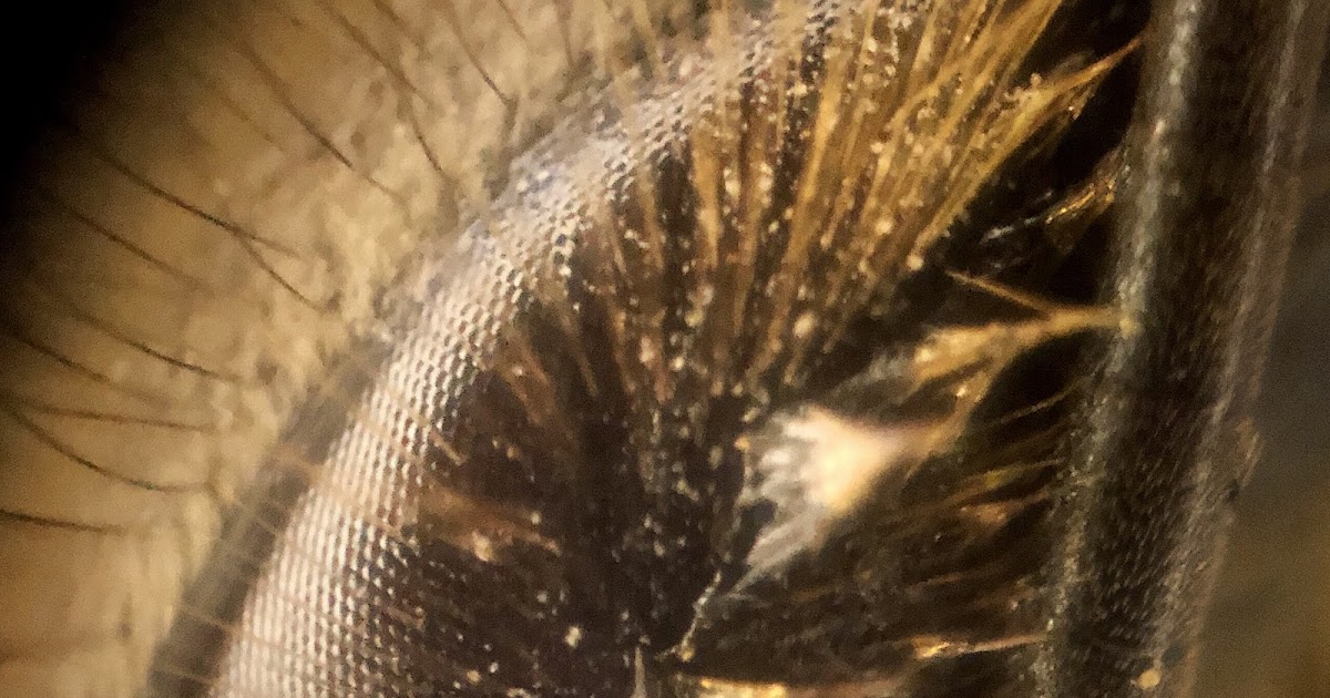 HONEY BEE - Zoom In The Planet