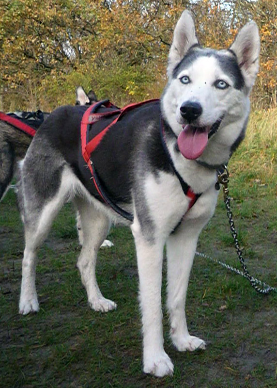 Siberian Spirit, siberische husky kennel