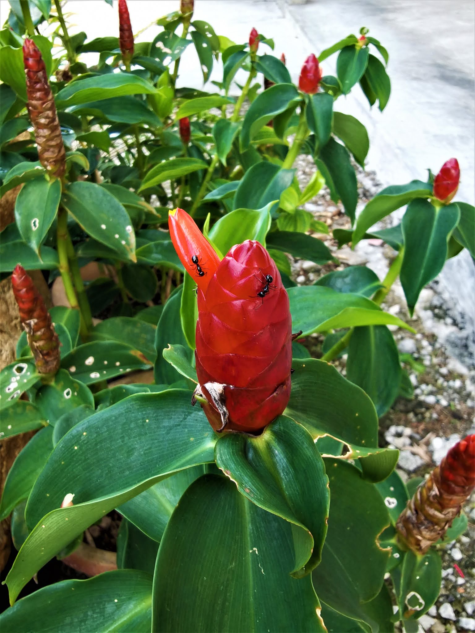 OF MICE AND raMEN: Red Button Ginger Flower