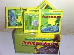 Capsule Antanan For Urid Acid or Gout Medicine - Herbs Store