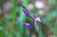 [ESPECE] La Céphalanthère rouge, une orchidée délicate et rare à ...