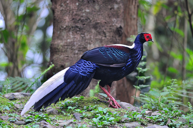 Aves: EL FAISÁN DE SWINHOE