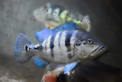 Mania de Aquário: Tucunaré (Peacock bass, Cichla sp.)