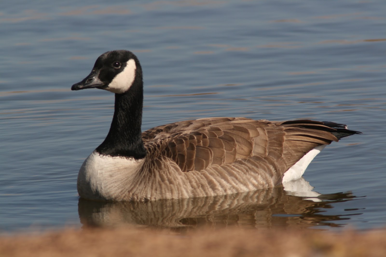 CANADA GOOSE photos - wallpapers | the fun bank