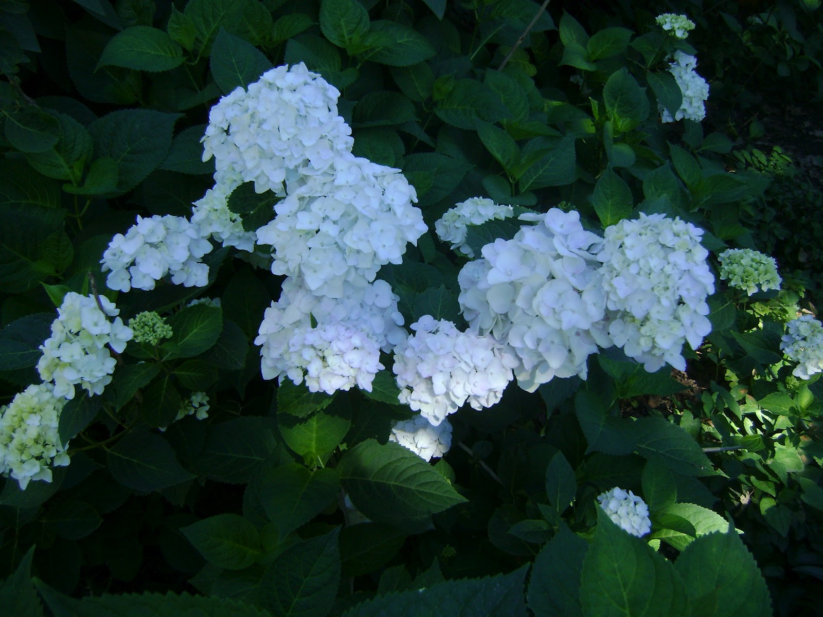 blushing bride hydrangea My favorite flower Pinterest - Hydrangea