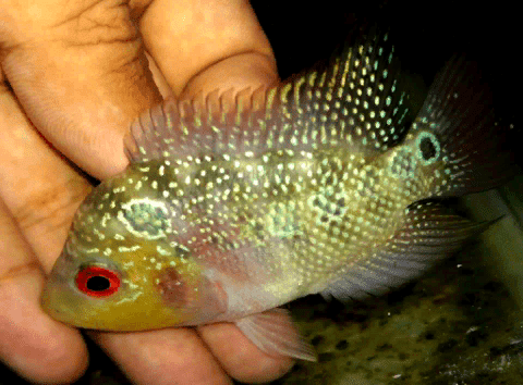 Cara Memilih Anakan Ikan Louhan yang Berkualitas Bagus dan Tepat ...