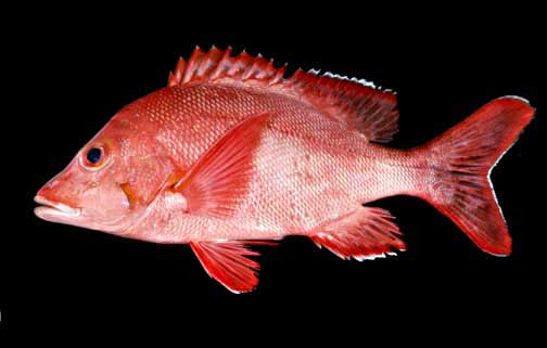 KENALI IKAN LAUT KITA: IKAN MERAH BARAHAN