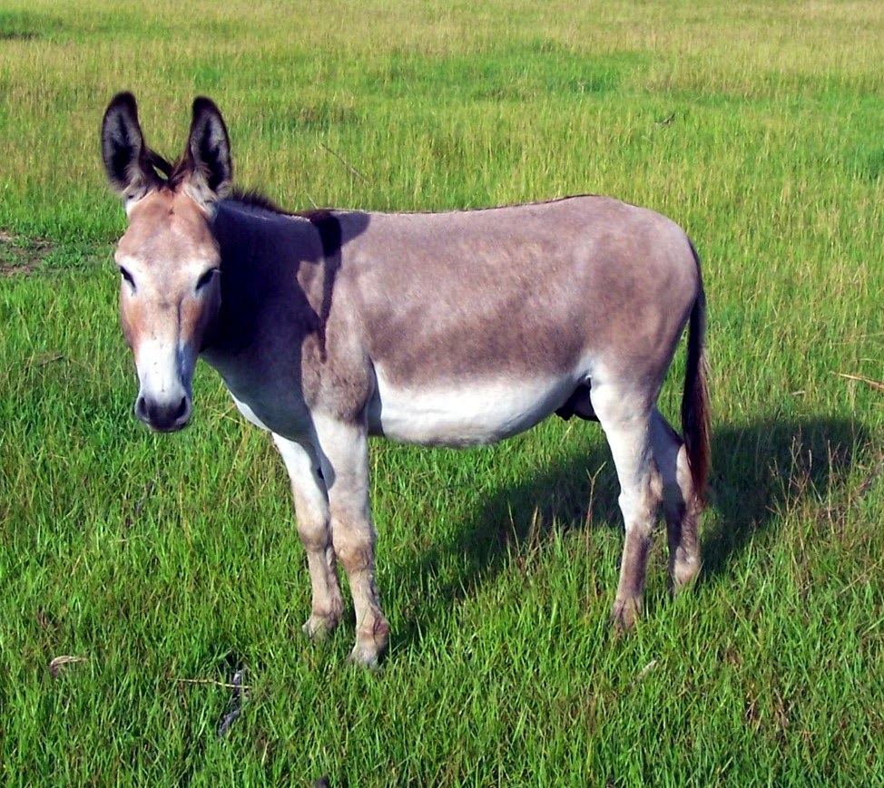 All Animals: Donkey Profile,Latest News,Photos