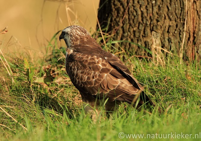 Jonge Buizerd jaagt op prooi