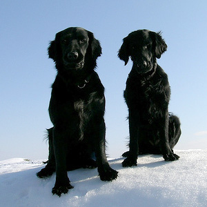 PERROS DE RAZA: RETRIEVER DE PELO LISO
