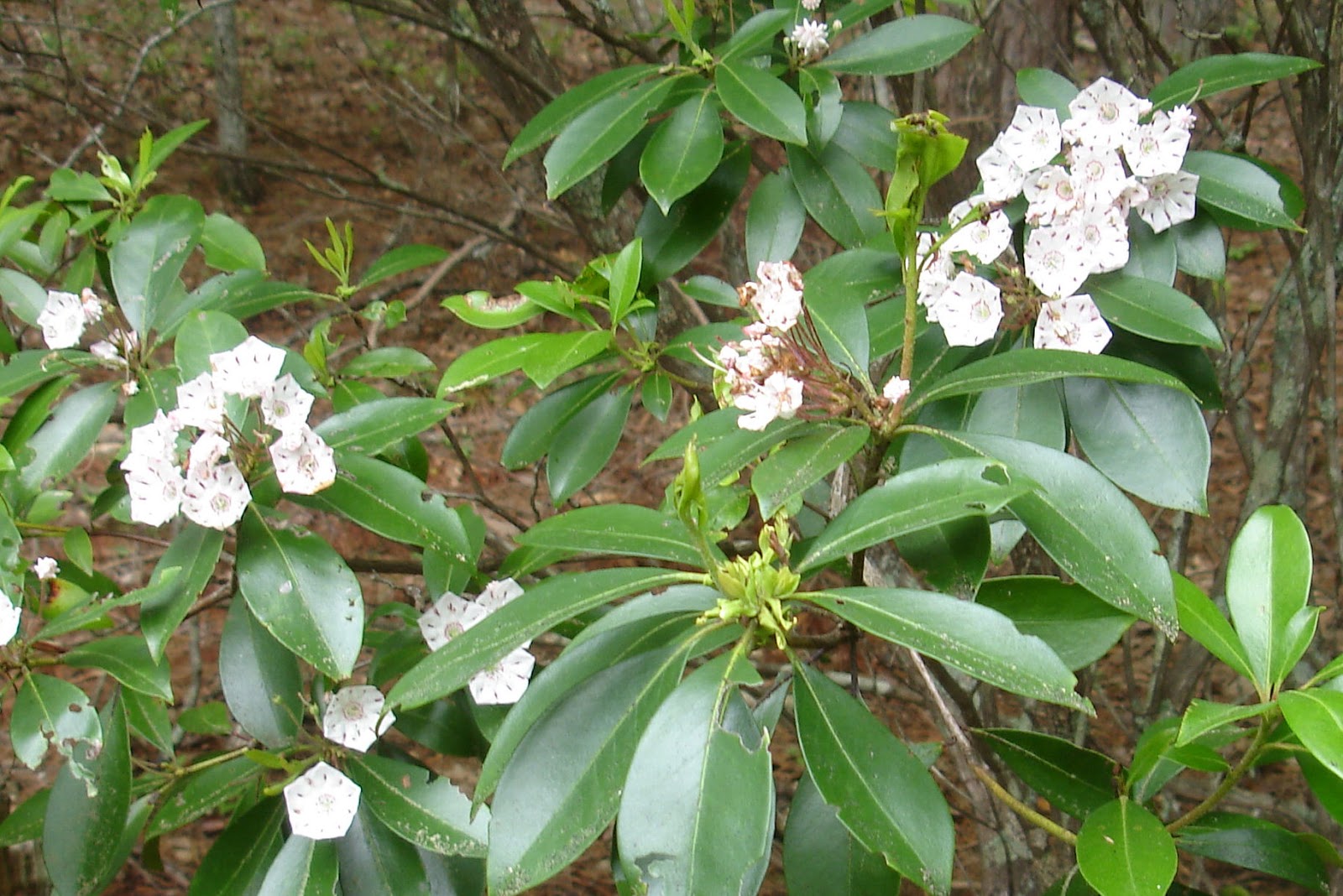 Blue Starr Gallery: Mountain Laurel