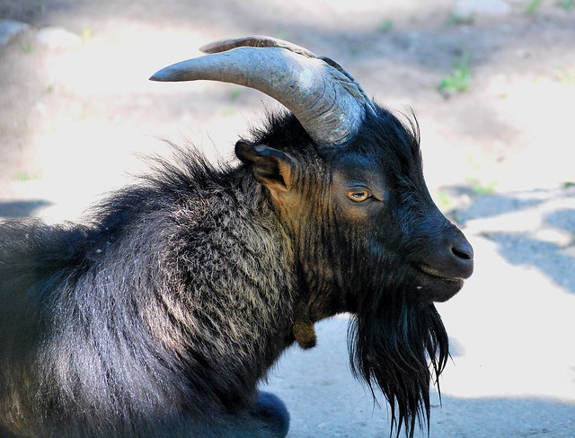 Go 11: The neighbor’s smelly he-goat