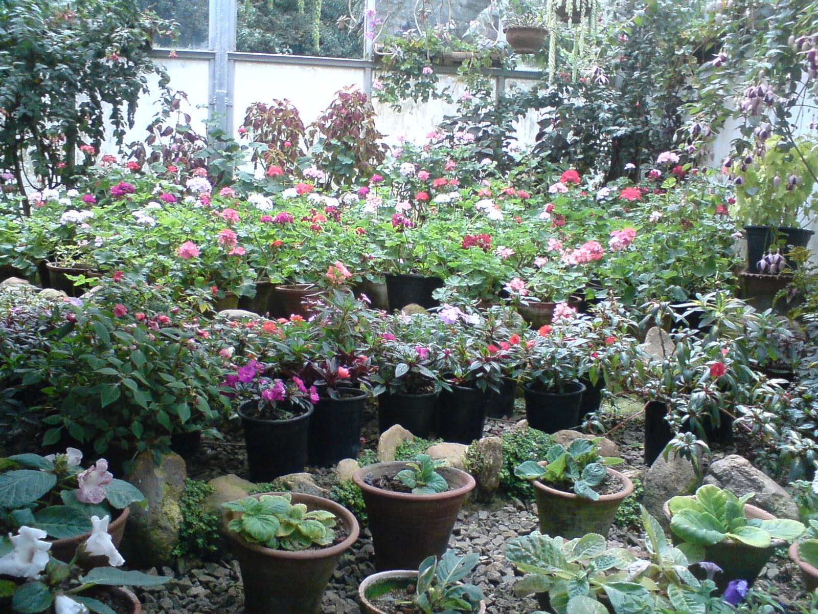 Lanka Seya: Haggala Botanical Garden