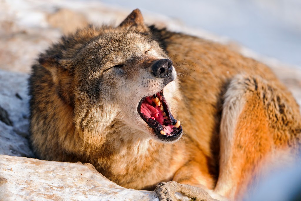 White Wolf : Scientists Claim That Wolf Yawning Is Contagious. Let's ...