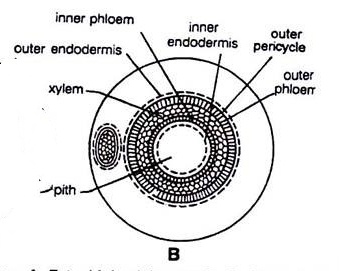 Department of Botany, Girraj Govt. College: Stelar Evolution in ...