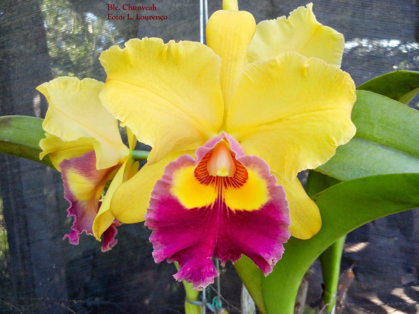 Gravataí - Orquídeas: Amarela famosa II - Blc. Chunyeah - 18/04/2014