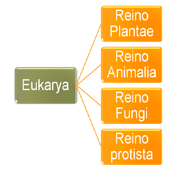 Microbiología: Dominio Eukarya