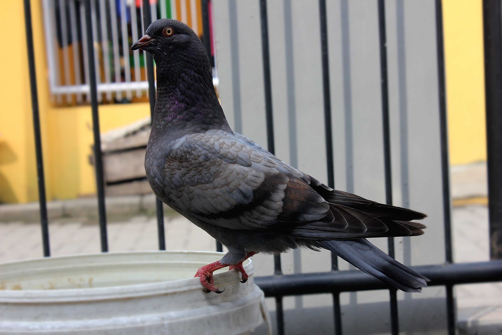 camperenik project: BEDA BURUNG MERPATI BALAP DAN MERPATI TINGGI