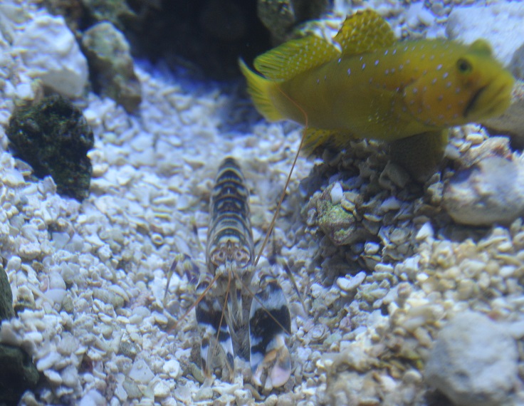 ZOOTOGRAFIANDO (6.100 ANIMALS): CAMARÓN PISTOLA TIGRE (Alpheus bellulus)