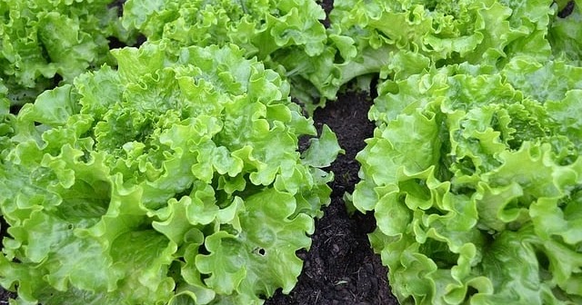 Cara Budidaya Tanaman Selada yang Baik dan Benar - Agribisnis Agrokompleks