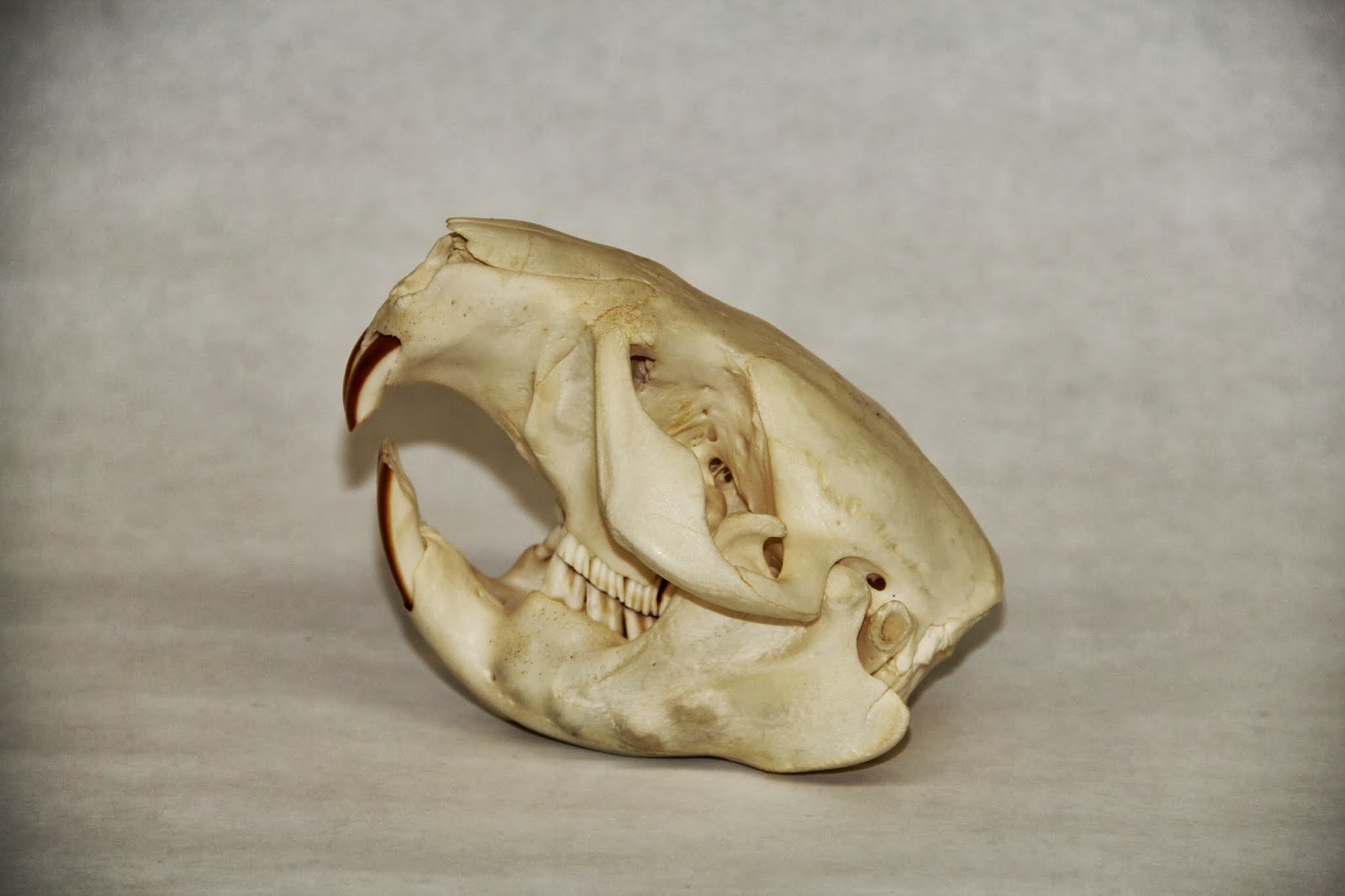 Isabella Conservation District Environmental Education Program: What Do ...