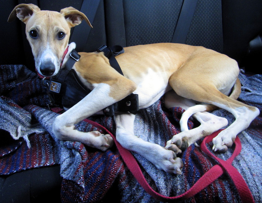Zen Dog Training Blog: Riding in Cars with Dogs: Basic Automobile Safety.