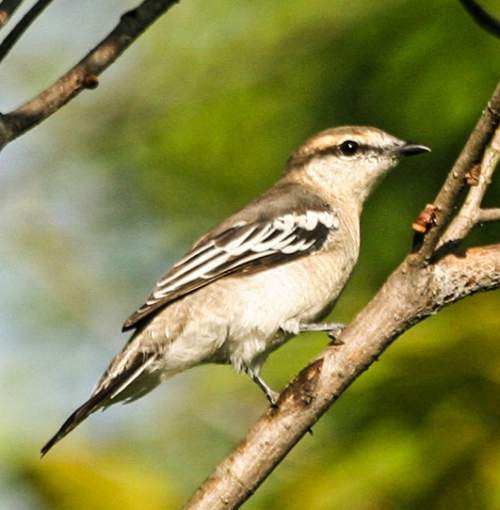 Pied triller | Birds of India | Bird World
