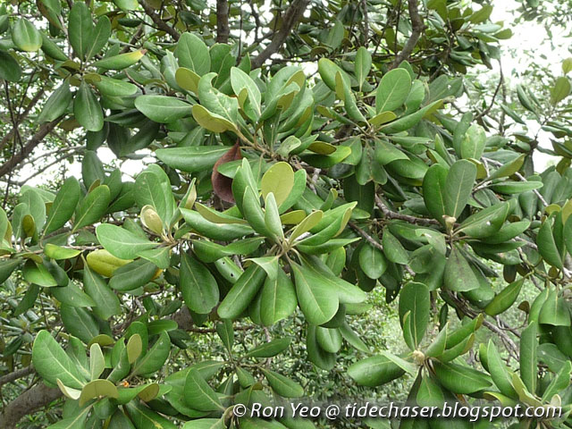 tHE tiDE cHAsER: Api-api Bulu (Avicennia rumphiana)