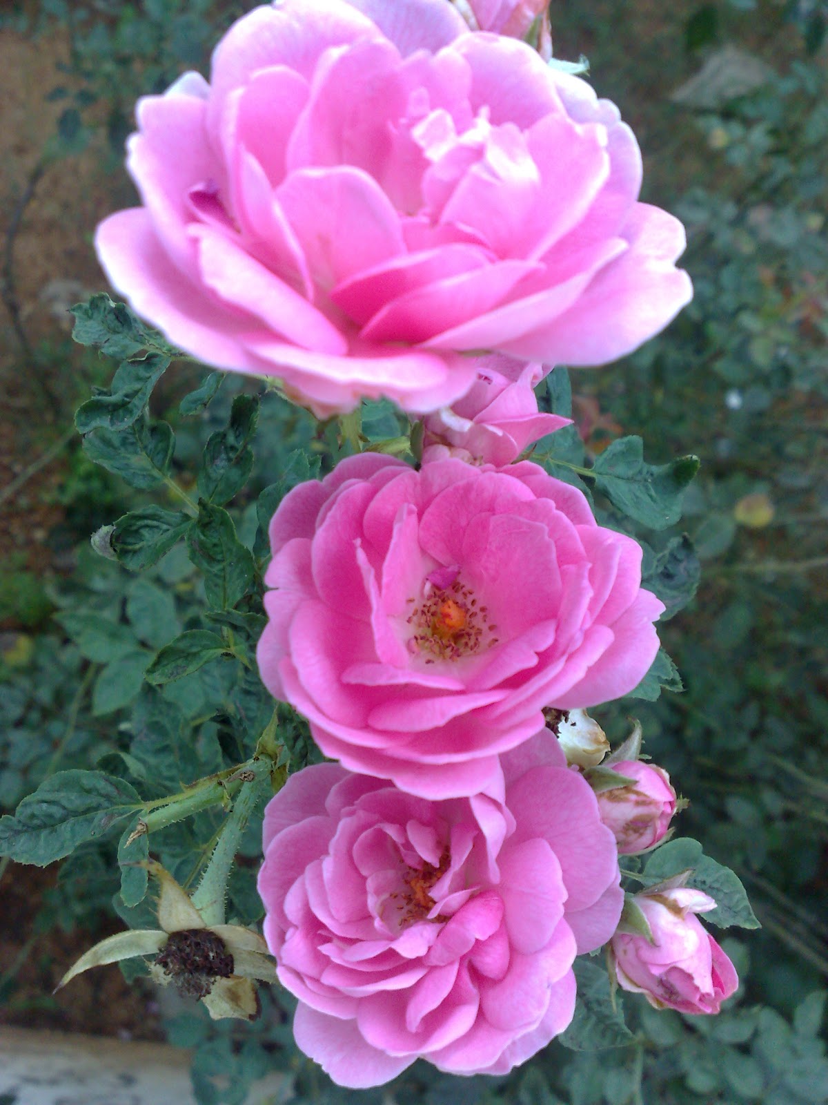 3 pink rose flowers in a row