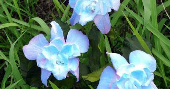 Conversaciones conmigo: Smeraldo o 'La verdad no dicha' - flores y leyendas