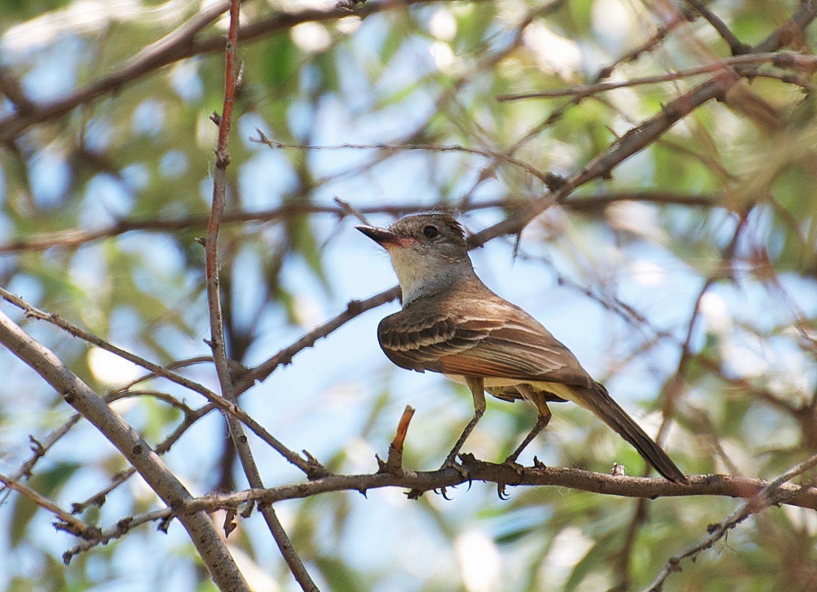NW Bird Blog: Ash-throated Flycatcher