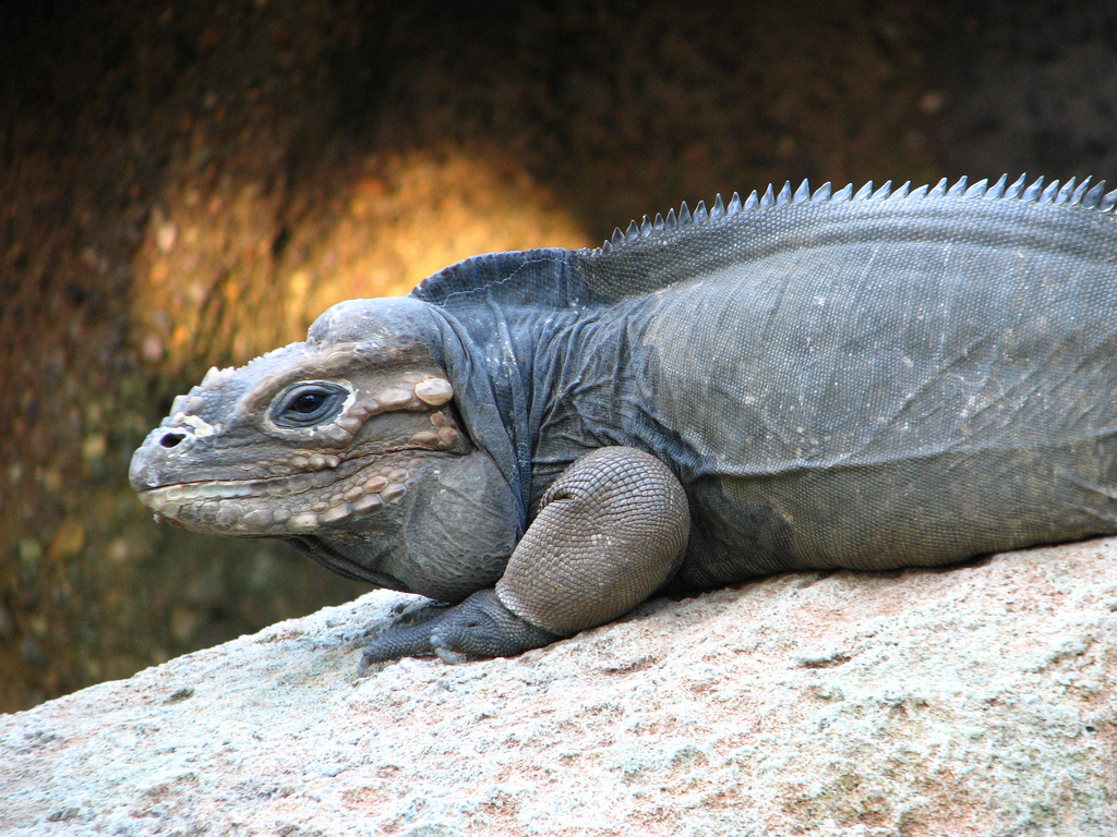 Real Monstrosities: Rhinoceros Iguana