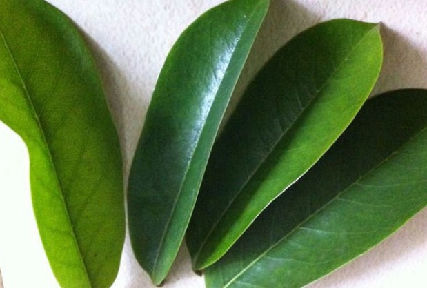 Soursop Leaf Benefits For Lymph Node Cancer - Treatment With Herbal ...