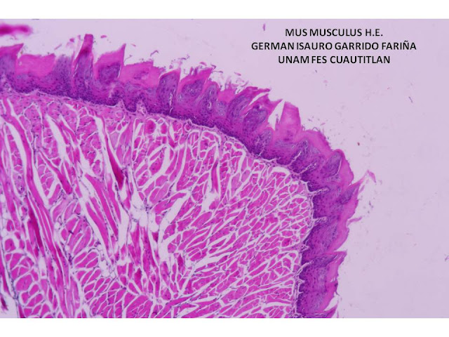 Morfologia e histologia de raton (Mus musculus): MORFOLOGIA E ...