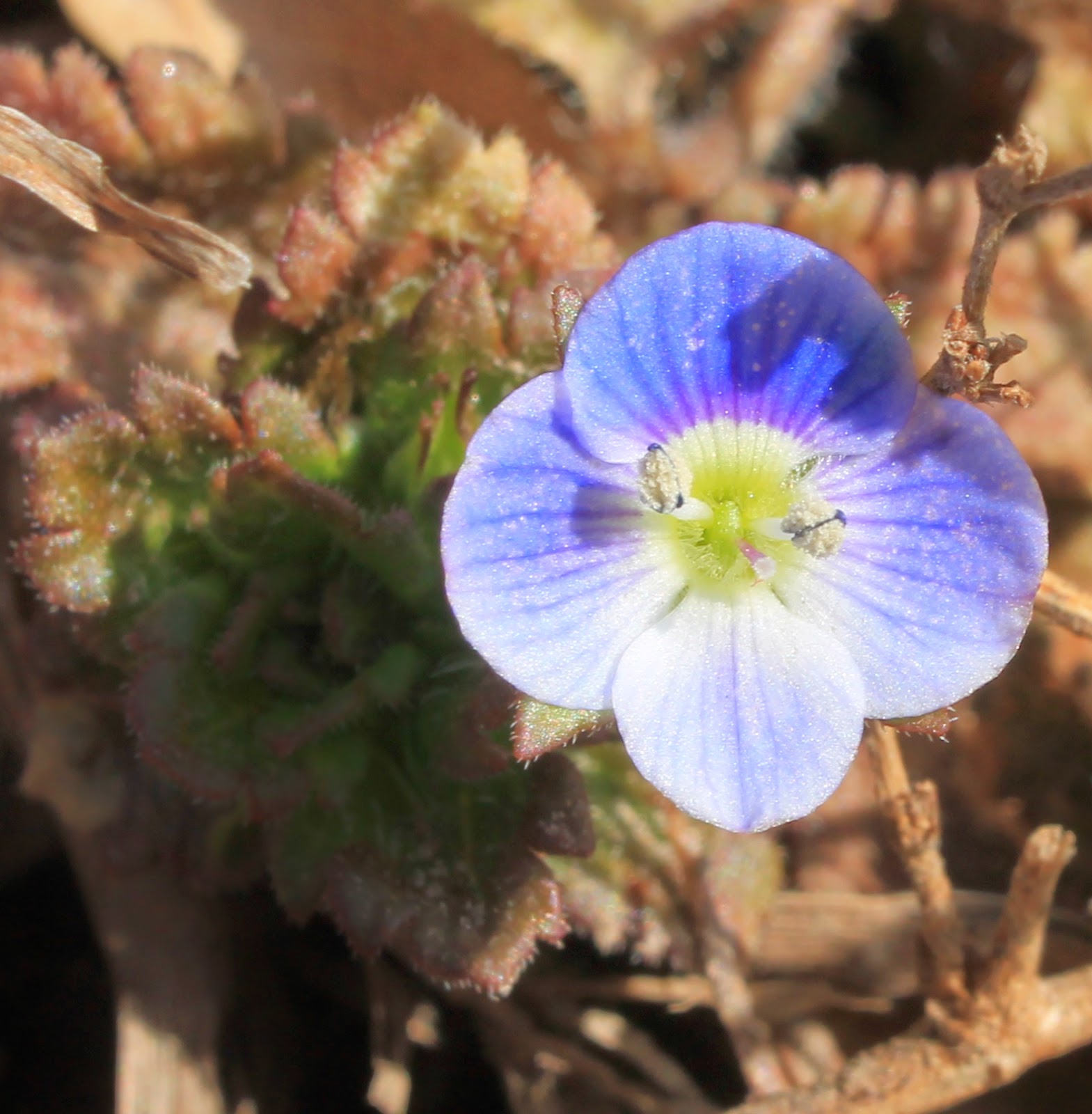 Nature Devotions : Common Field Speedwell