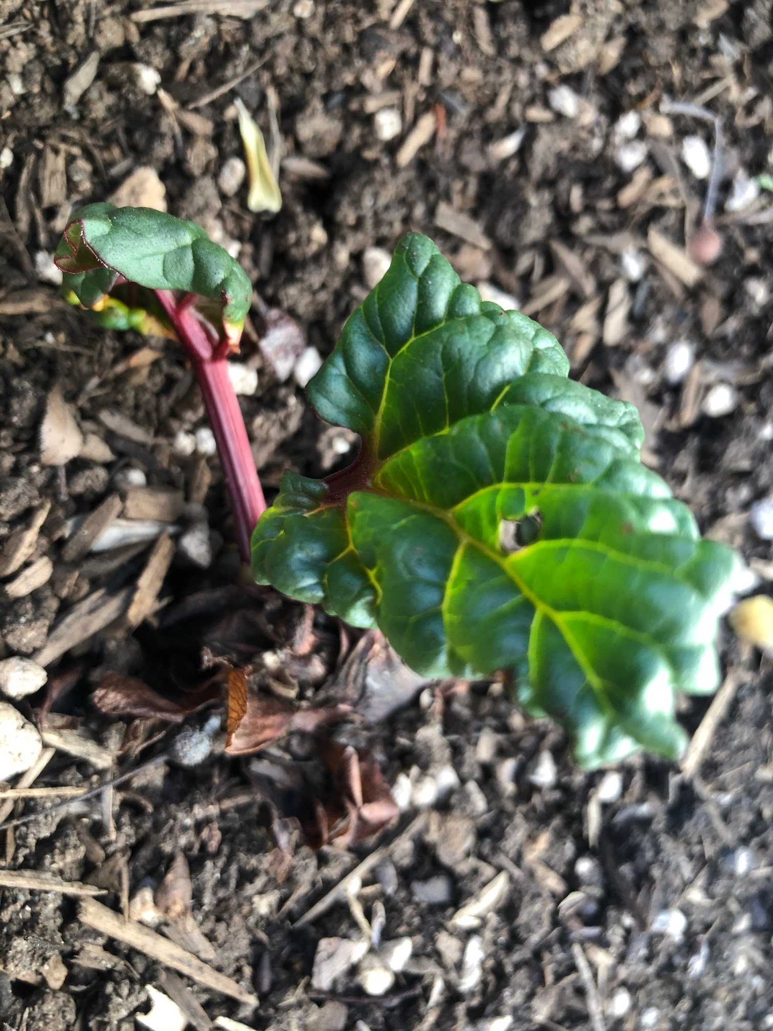 Sacramento Digs Gardening: Easy-going rhubarb can be finicky in our climate