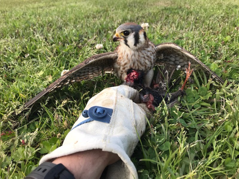 15th Red-tail Season: Matthew Mullenix trains an American Kestrel