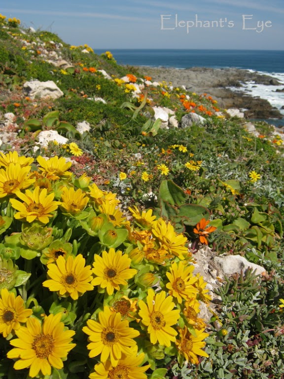 Elephant's Eye on False Bay