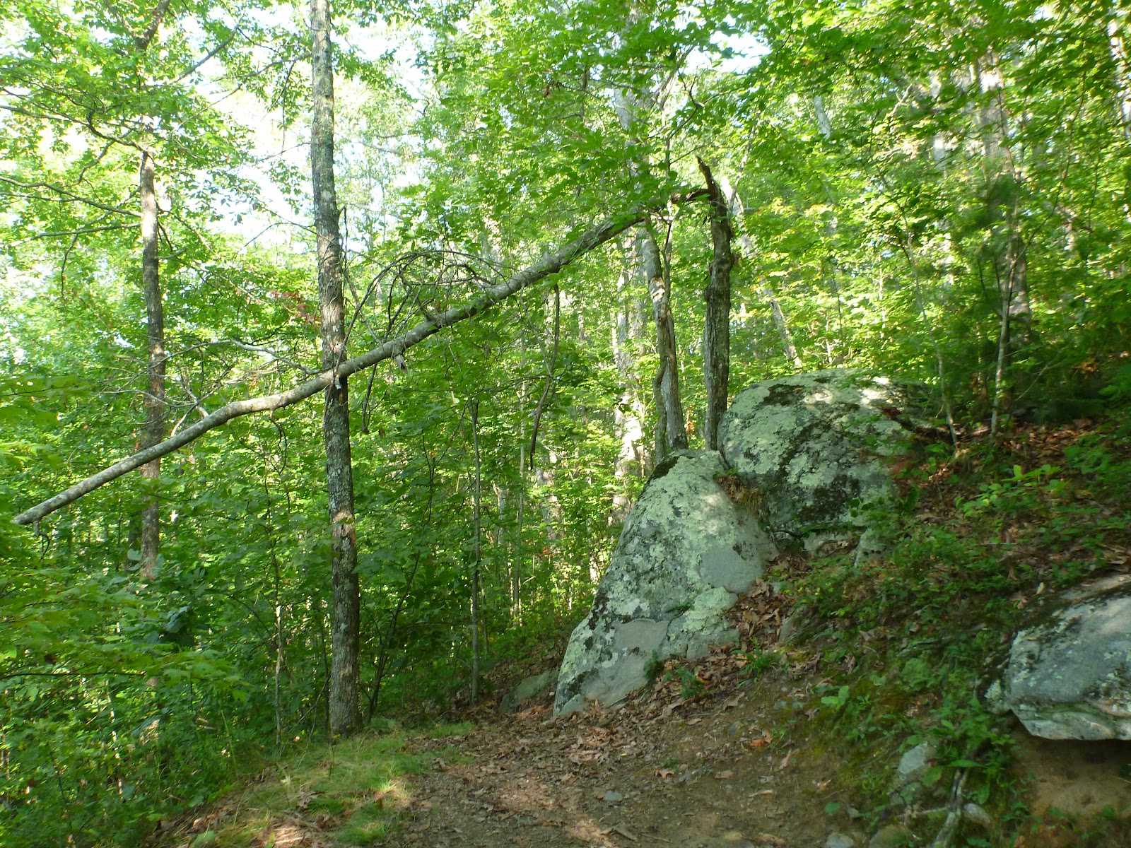 GSMNP - HIKER: Hike To Shuckstack Fire Tower