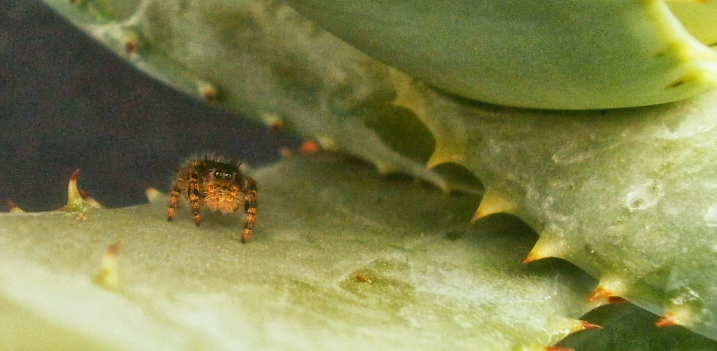 Plants are the Strangest People: 09/01/2013 - 10/01/2013